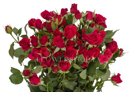 Кустовые Розы красные Mirabel — купить в Риге на сайте FlowerShop.lv