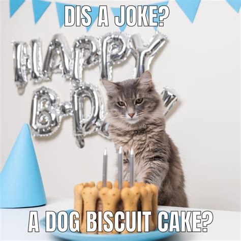 Funny Happy Birthday Cat Meme