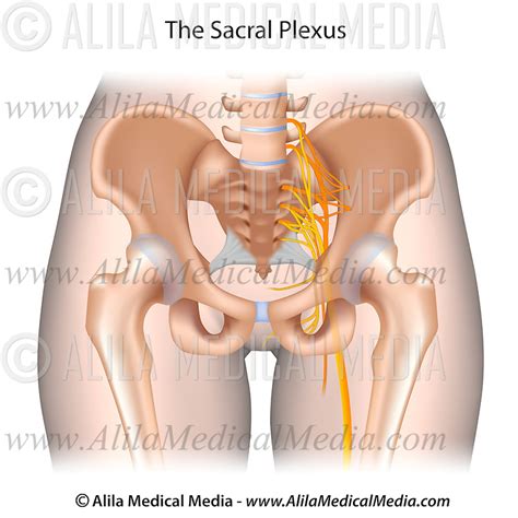 Sacrum Unlabeled