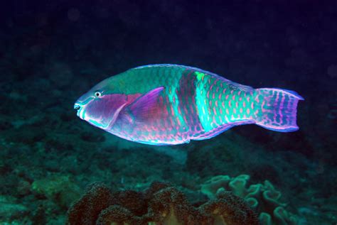 Oceantag