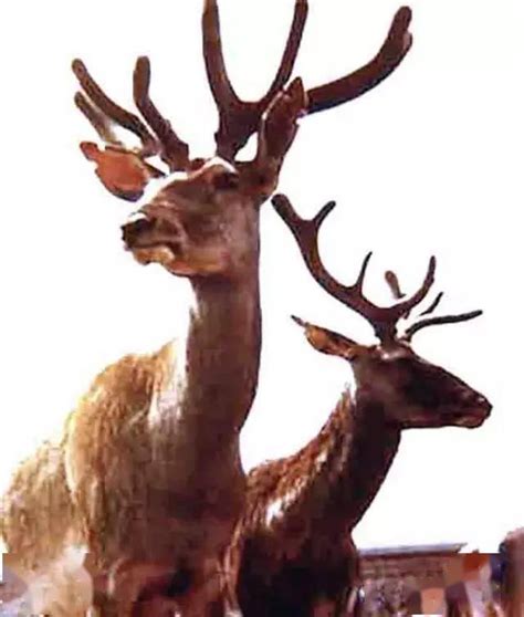 塔里木马鹿塔河母鹿繁殖