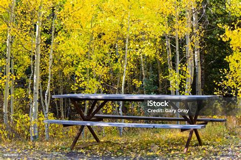 콜로라도의 산 후안 산맥에서 아름다운 가을 색상입니다 숲에서 피크닉 테이블입니다 샌 후안 산맥에 대한 스톡 사진 및 기타 이미지 샌 후안 산맥 0명 가을 Istock