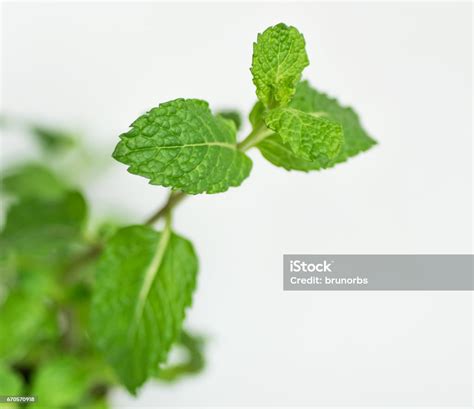 신선한 아름 다운 박하 식물 잎 근접 매크로 Mentha 공장건강 요리와 향신료 개념 및 아이디어 건강관리와 의술에 대한 스톡
