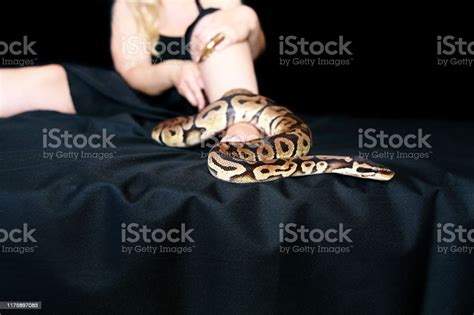 Leg With Royal Python Snake Ball Python Slithering On Female Foot And