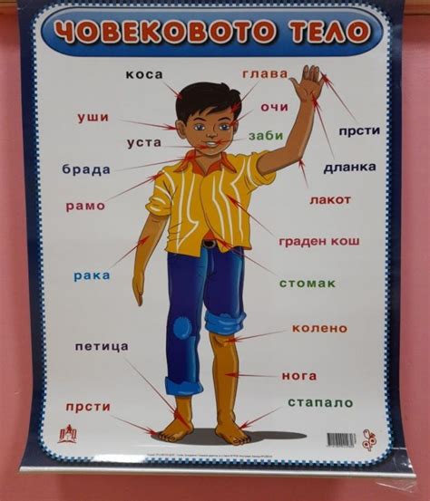 Кои делови на човечкото тело имаат свој пар Откривачка игра ЈУДГ ОЦ
