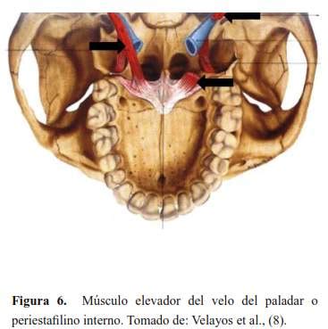 Huesos Del Paladar Duro