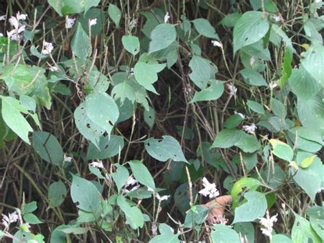 Andrographis Macrobotrys Eflora Of India