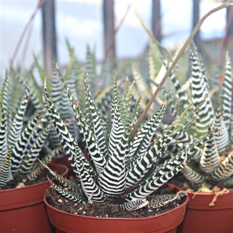 Assorted Succulents Mid Valley Trees