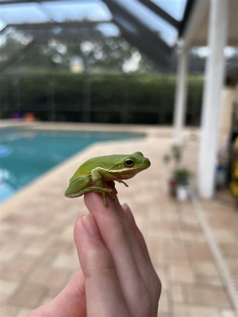 Found This Little Fella In My Garden Rfrogs