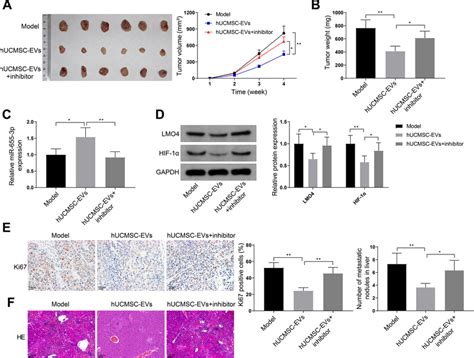 Mir 655 3p In Hucmsc Evs Represses The Growth And Metastasis Of Download Scientific Diagram
