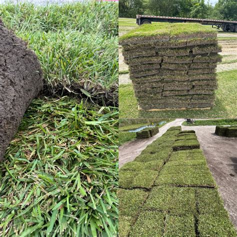 Winter Garden Grassing Updated Winter Garden Grassing