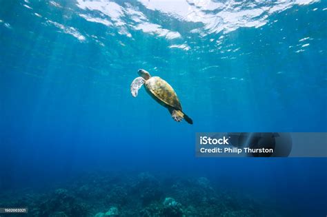 맑고 푸른 바다를 통해 산호 위를 헤엄치는 녹색 바다 거북 바다거북에 대한 스톡 사진 및 기타 이미지 바다거북 거북이