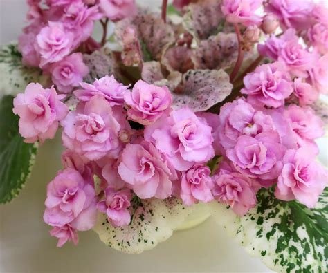 Фиалка Rose Bouquet купить в интернет-магазине | Фиалки зарубежной селекции