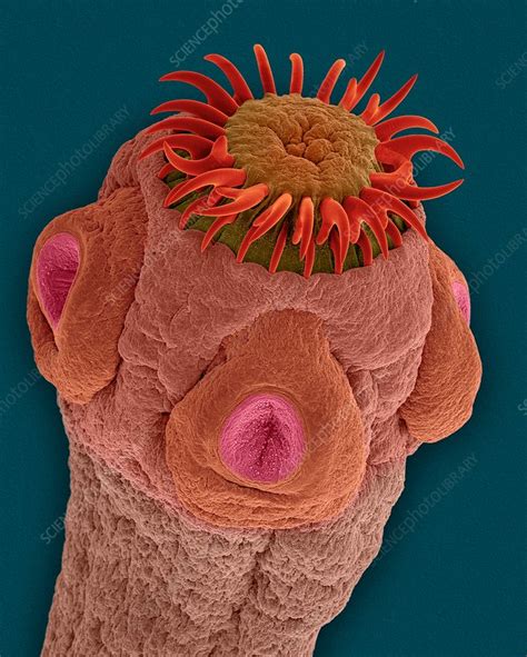 Mammal Intestine Tapeworm Sem Stock Image C032 4122 Science Photo Library