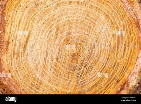 Cross Section Of Tree Trunk Close Up Stock Photo Alamy