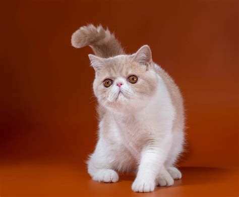 Порода кошек с маленькими ушами 73 фото