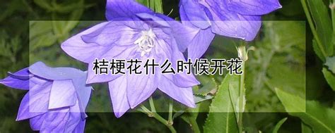 桔梗花什么时候开花 发财农业网