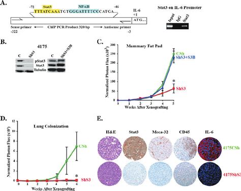 Figure W3 Stat3 Regulates Tumor Growth A A Schematic Of The Il 6