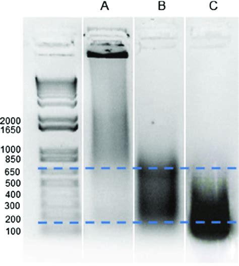 Chromatin Fragmentation By Optimized Sonication Of Chip Samples A No