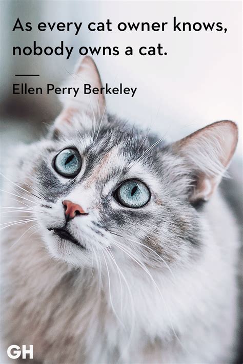 25 Best Cat Quotes That Perfectly Describe Your Kitten Funny And Cute