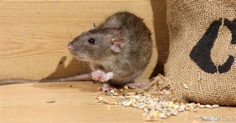 Pest Symptome Ursachen Behandlung Prognose NetDoktor