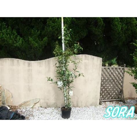 シラカシ 株立 樹高H 1500mm 植木 苗 sptb 258 SORA 通販 Yahoo ショッピング