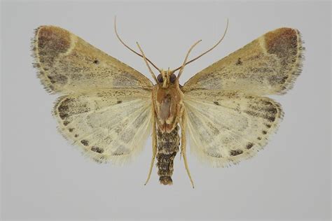 Pyralis Farinalis Lepiwiki