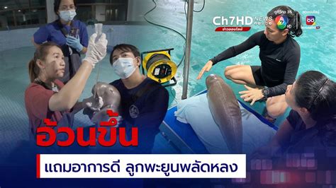 ข่าวอาการดีขึ้น “ลูกพะยูน” พลัดหลง ล่าสุดน้ำหนักขึ้น