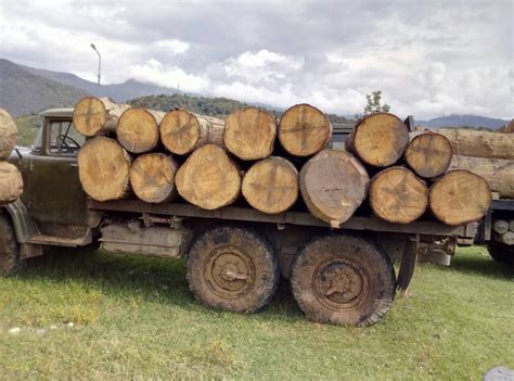 სექტემბრის თვეში ხე ტყის უკანონო მოპოვებისა და ტრანსპორტირების 293 ფაქტი გამოვლინდა Ttimes Ge