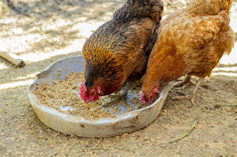 The Link Between Animal Nutrition And Human Health Khni