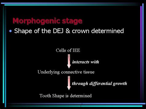 Amelogenesis Process Of Enamel Formation Inner Enamel Epithelium