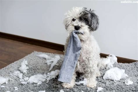Poodle Training Timeline First 6 Months Guide Oodle Life