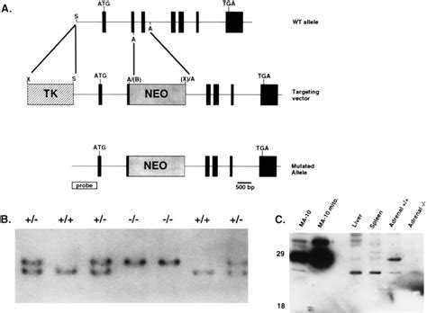 Generation Of Star Knockout Mice By Gene Targeting In Embryonic Stem
