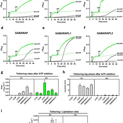 E3 Increases And Accelerates Lc3 Gabarap Lipidation A F In Vitro Download Scientific Diagram