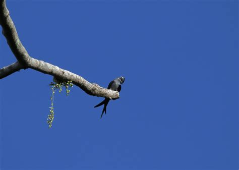 Moustached Treeswift249 De Noise Ai — Postimages