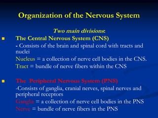 Nervous Tissue Pptx