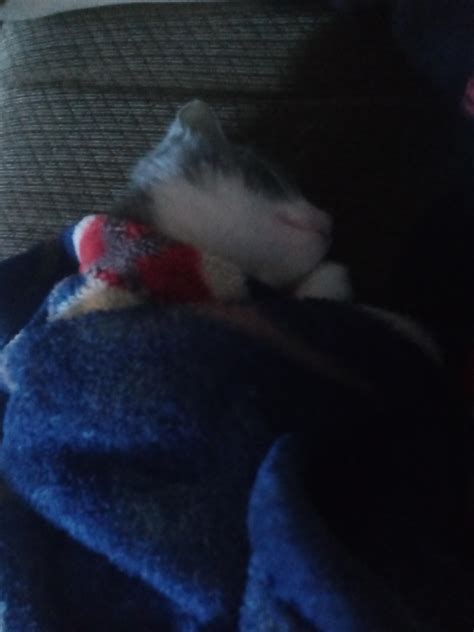 Eepy R Kitten