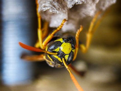 Wireshark Display IP Subnet Filter