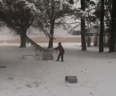 Shaking A Tree Scrolller