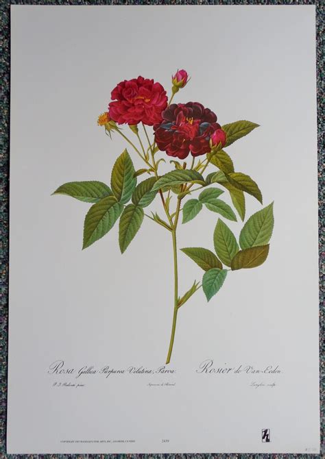 Pierre Joseph Redouté Botanical Rose Reproduction Prints 6