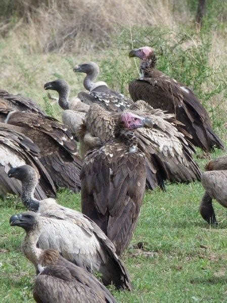Safari Ecology African Vultures
