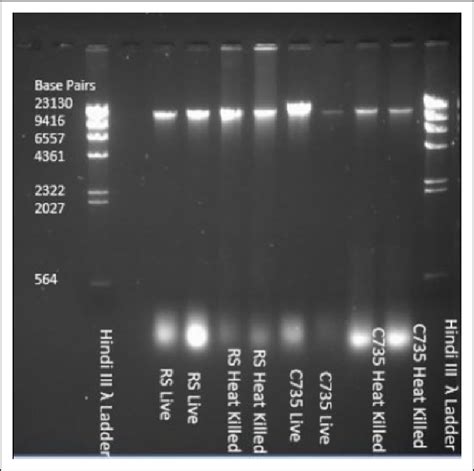 Phenolchloroform Extracted Genomic Dna From Live Versus Download