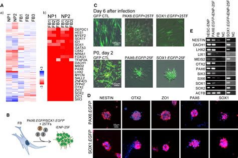 Figure 1 From Direct Conversion Of Human Fibroblasts Into Neural Progenitors Using Transcription