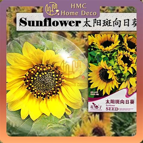 Expired Clearance Biji Benih A279 Sunflower Flower Goddess