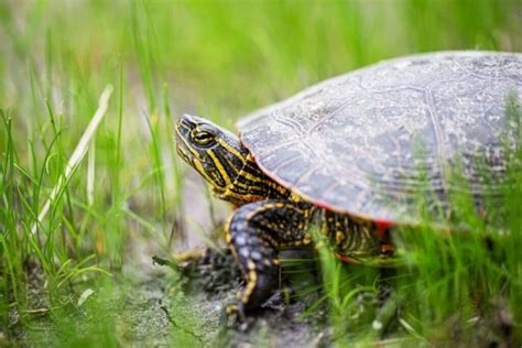 Can Turtles Eat Grass Turtle Pet Guide