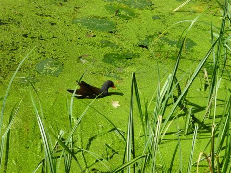 Alex Chappell On Linkedin Moorhen