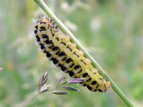 The Nhbs Guide To Uk Caterpillar Identification Hoopoe A Blog By Nhbs