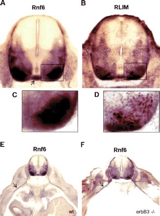 The Ubiquitin Ligase Rnf6 Regulates Local LIM Kinase 1 Levels In Axonal