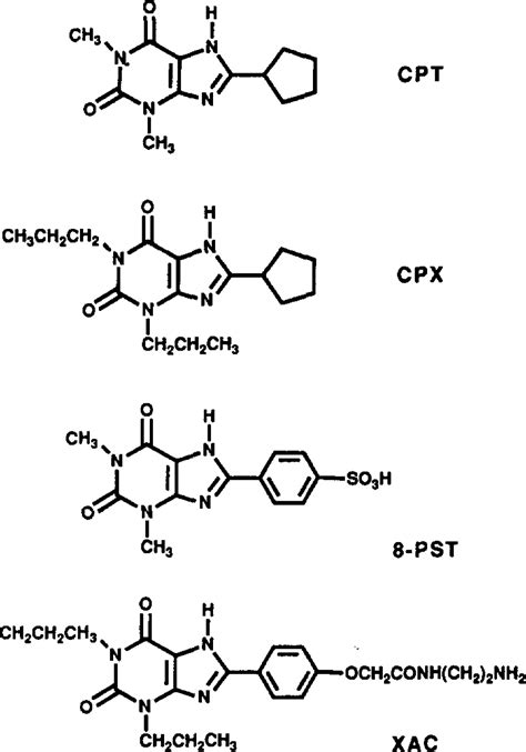 Figure 1 From Penetration Of Adenosine Antagonists Into Mouse Brain As