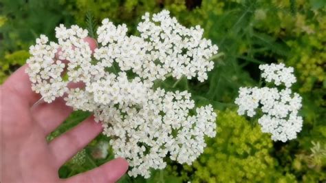 10 билки които си заслужава да отглеждате Youtube